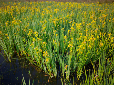 La flore - Les Marais du Vigueirat