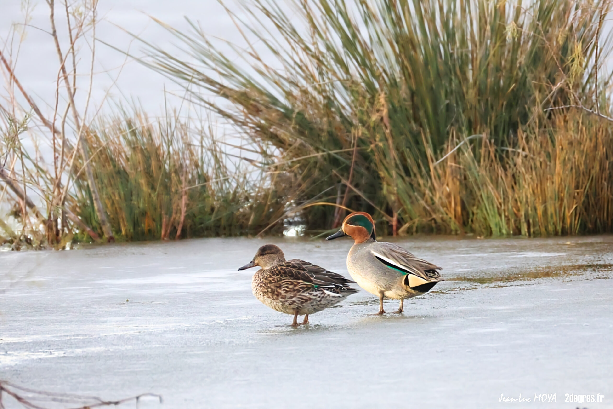 D'eau et de glace : coup de froid sur les Marais - Les Marais du Vigueirat